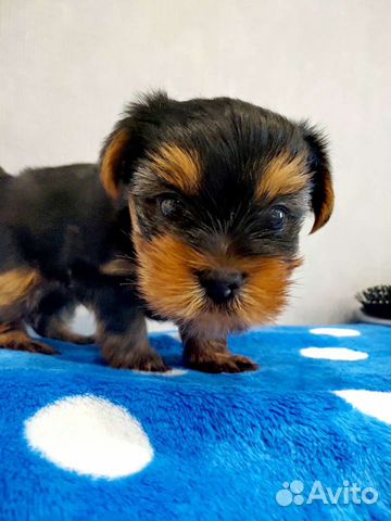 Йоркширский терьер