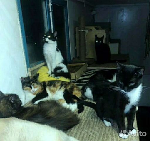 Кошки коты стерилизованные привиты в добрые руки
