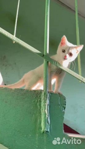 Кошка в дар