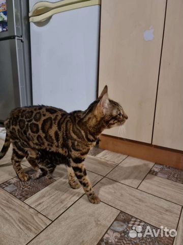Бенгальская