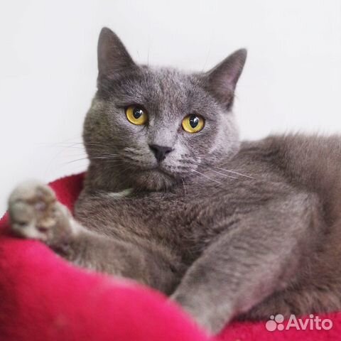 Ищет дом Сёмочка