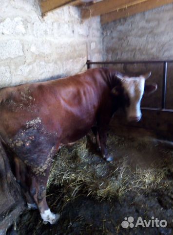 Быки на мясо