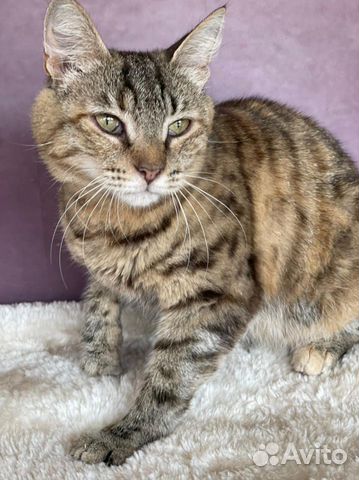 Отдам красавицу в добрые руки