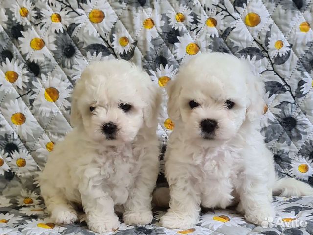 Мега крутые щенки Бишона фризе РКФ