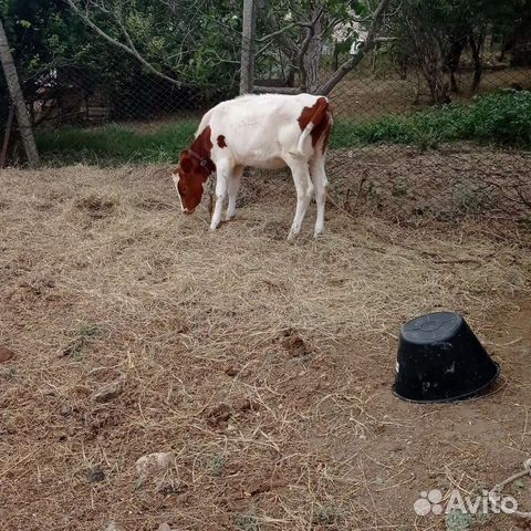 Продам тёлочку и Корову доеную