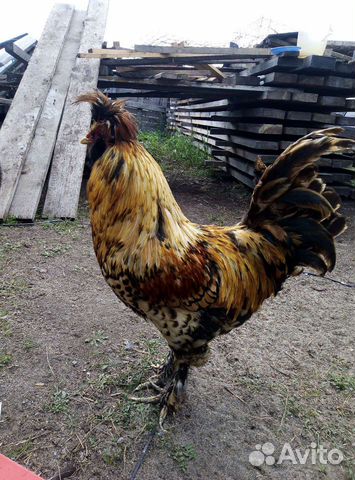 Петух породы павловское золото