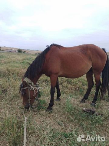 Лошаль с жеребенком