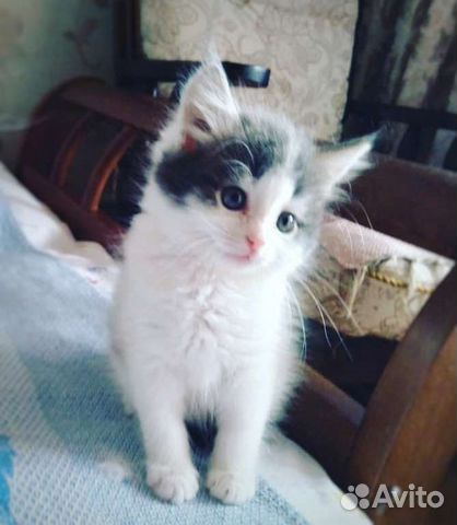 Милый мальчик ищет дом