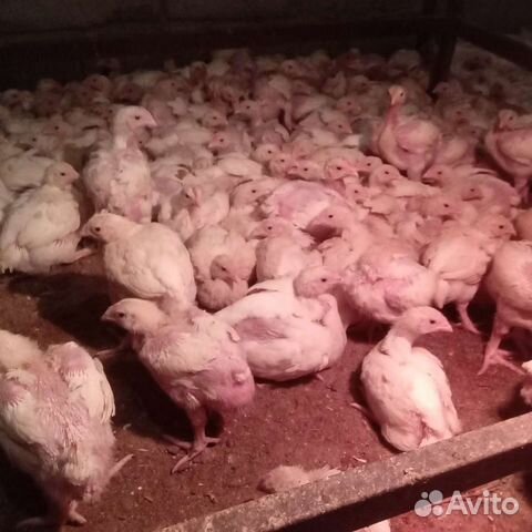Цыплята бройлеры