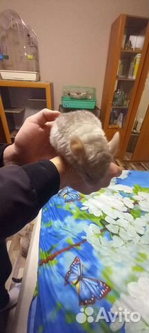 Шиншилленок. Бело-розовый