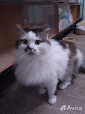 Кошка в добрые руки