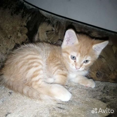 Кошка