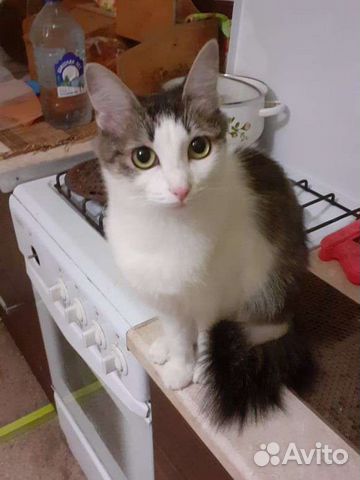 Кошка В добрые руки