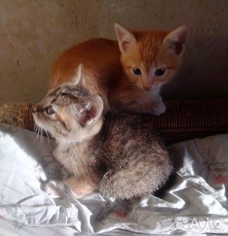 Котята Рыжик и Трехцветочка,2 мес