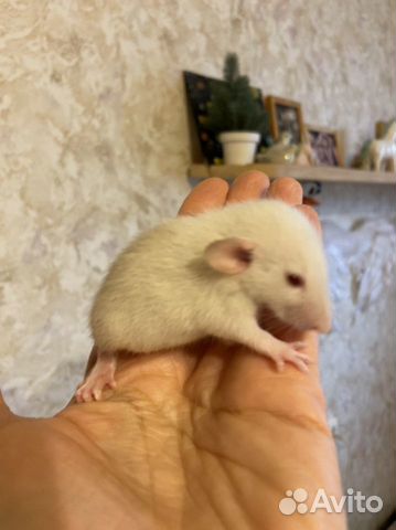 Крысята дамбо