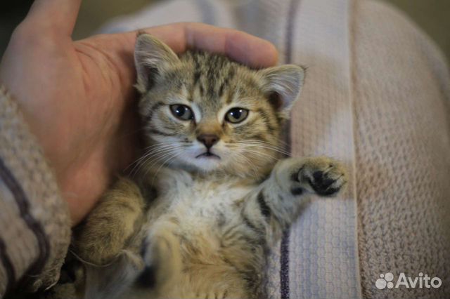 Котёнок-кошечка (мышелов) ходит в лоток