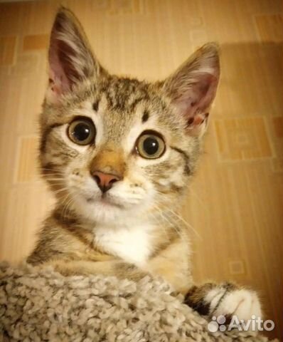 Кот Абессино 3 месяца