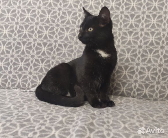 Черный котик Хитоши, само спокойствие