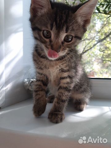 Боевой кот