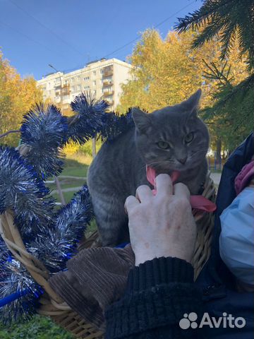 Очаровательный молодой котик