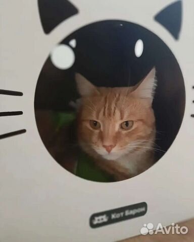 Кот в надёжные руки