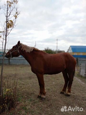 Лошадь