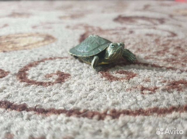 Мини черепашка