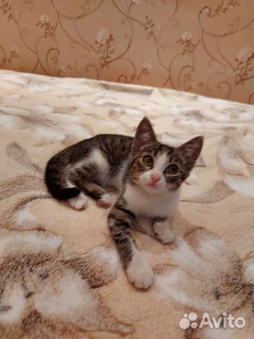 Котенок в дар 1,5 мес девочка