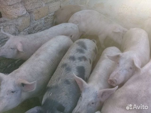 Поросенок ландрас