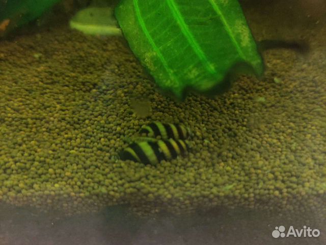 Улитки Хелены, роголистник, ряска бесплатно