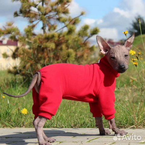 Мексиканская голая, ксолоитцкуинтли среднего разме