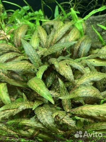 Криптокорина Нури