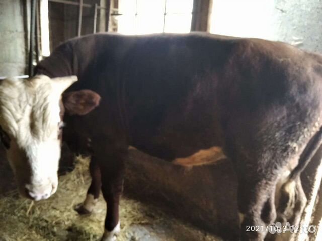 Два бычка и телочка