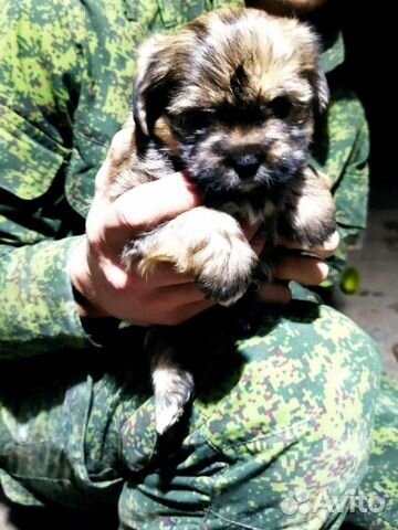 Щенки помесь пикенеса и йорка