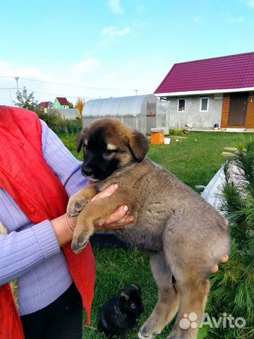 Ищем дом очень