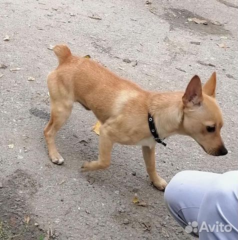 Небольшая собачка Коржик