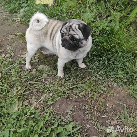 Девочка мопсишка