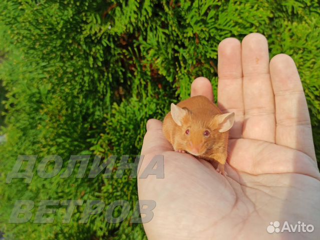 Яркая рыжая мышка самочка