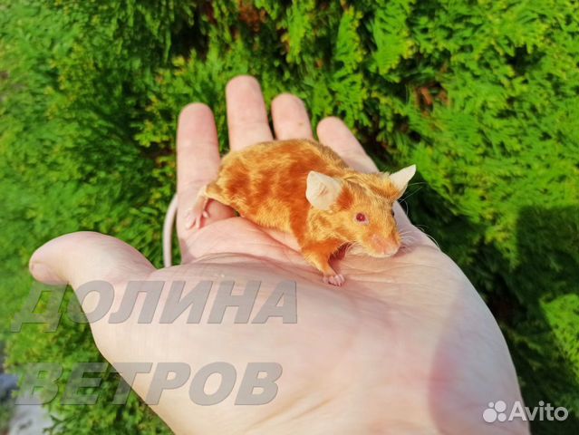 Кудрявая мышка девочка