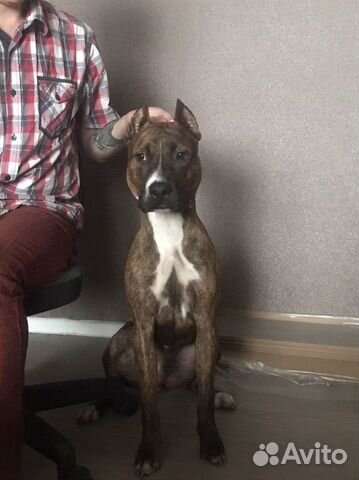 Стаффордширский терьер