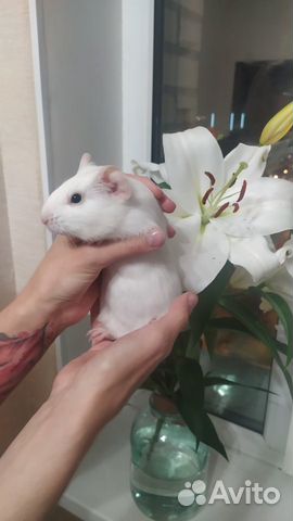 Морская свинка. Детёныш