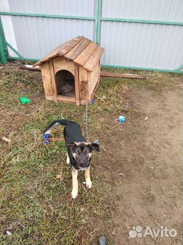 Щенок с будкой