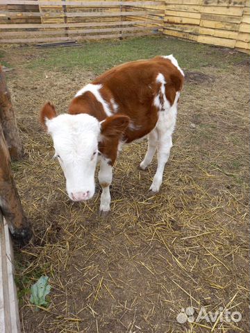 Продам бычка