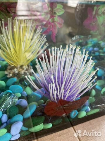 Акваруим с подсветкой и рыбками в добрые руки