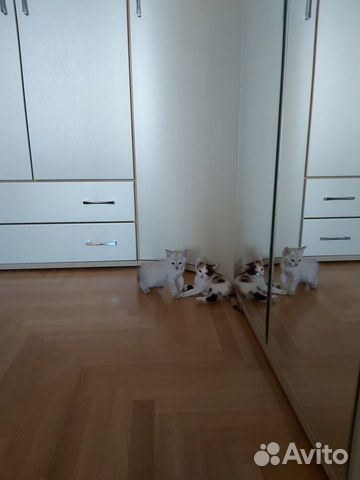 Отдам в добрые руки