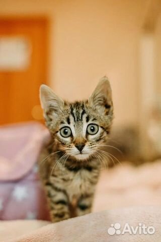 Котята помесь с бенгальской