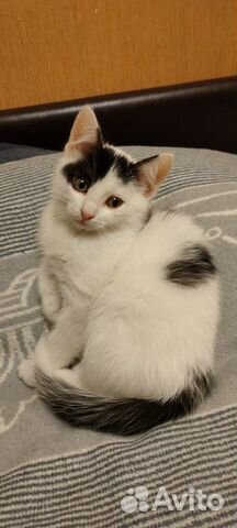 Кошки