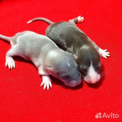 Крысята от rat love13.85