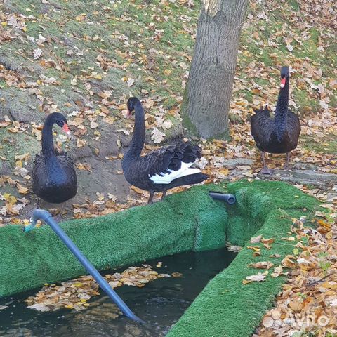 Черный лебедь