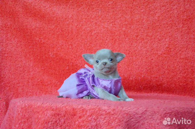 Лолочка - лиловая куколка